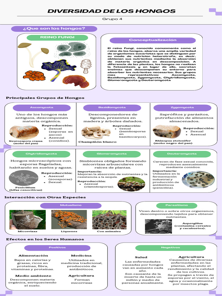 Grupos y Funciones de los Hongos | PDF | Hongo | Organismos