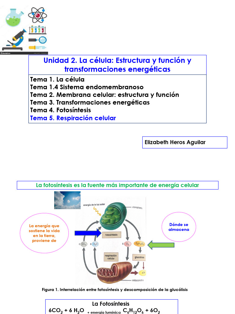 Respiración Celular y Fotosíntesis | PDF | Respiración celular ...