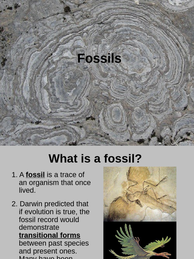 Types of Fossils Explained | PDF | Fossil | Rock (Geology)