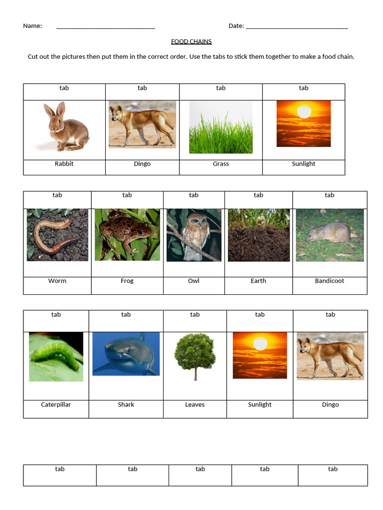 Food Chain Cut and Paste | PDF