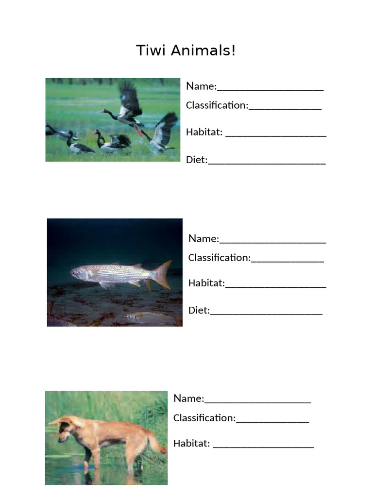 Tiwi Animals | PDF