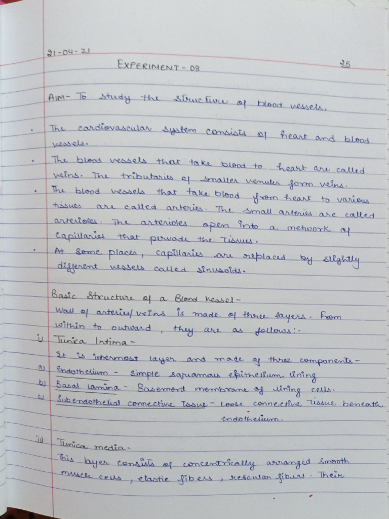 Histo of Blood Vessels (CVS) | PDF | Artery | Animal Anatomy