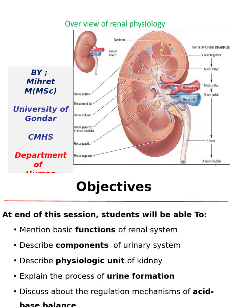 Renal Physiology (2) (1)[1] | PDF | Kidney | Urinary System
