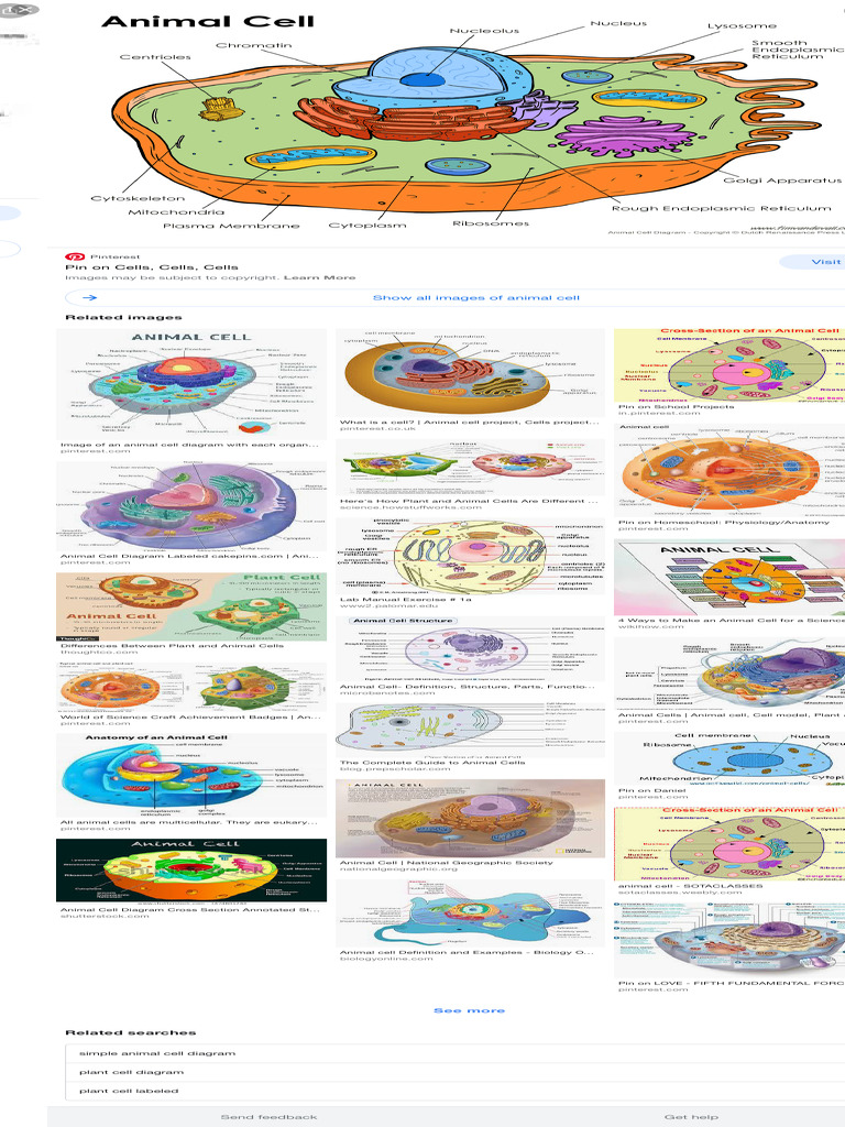 Animal Cell Diagram - Google Search | PDF | Cell (Biology) | Organelle