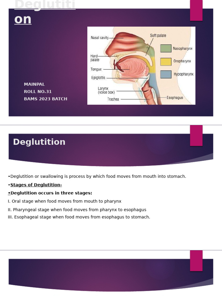 Stages of Deglutition Explained | PDF