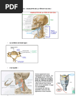 Anatomie des Os du Visage Humain | PDF | Anatomie humaine | Appareil ...