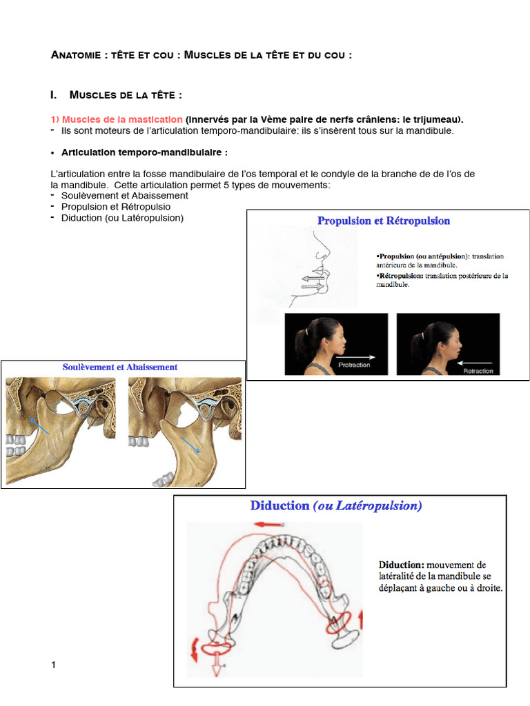 Muscles de la tête et du cou | PDF | Vertèbre | Cou