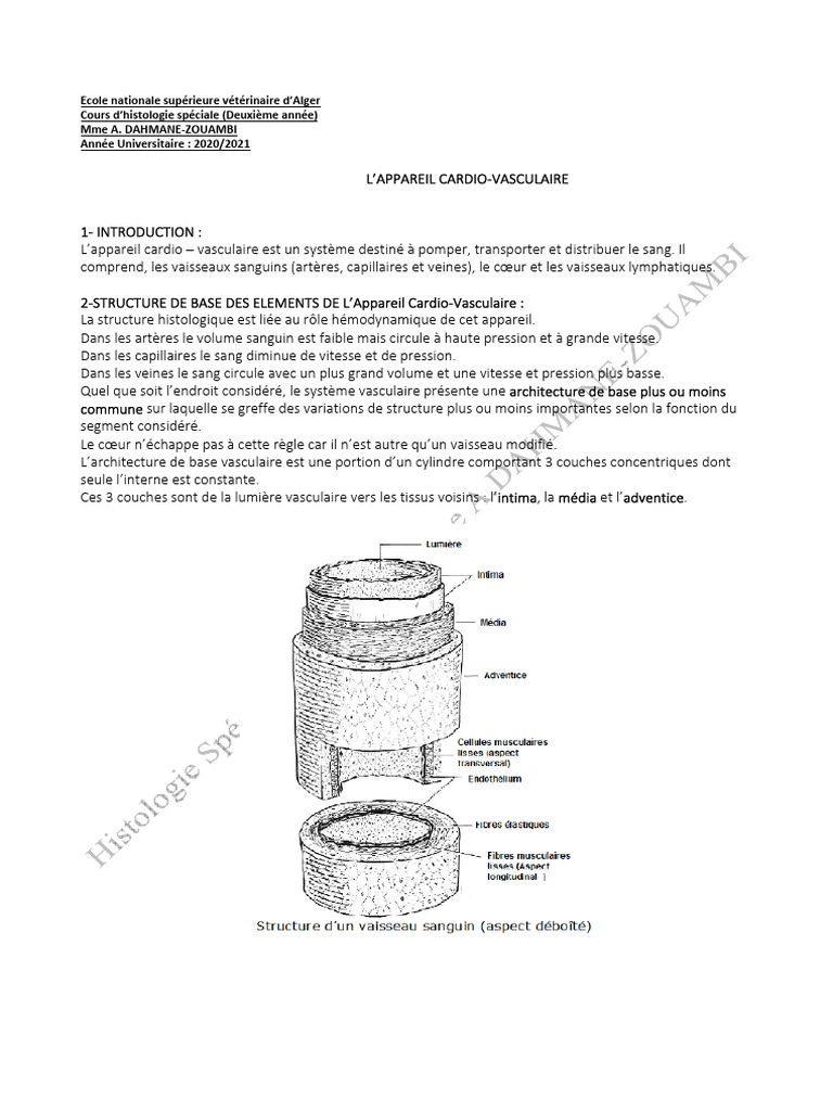 Anatomie de l'appareil cardio-vasculaire | PDF | Vaisseau sanguin | Veine