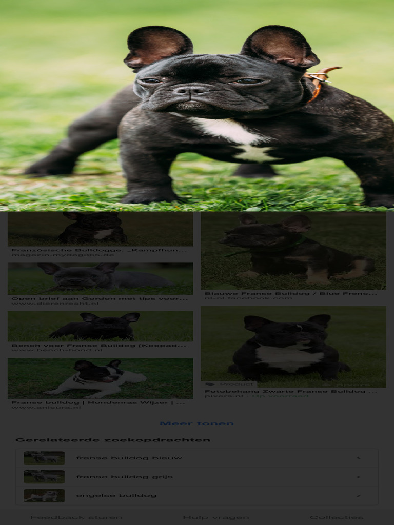Buldog - Google Zoeken | PDF