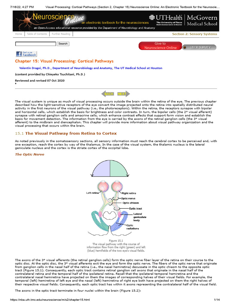Visual Processing Cortical Pathways. | PDF | Visual Cortex | Visual System