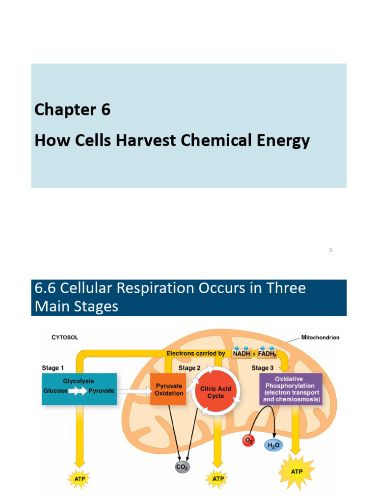 Cellular Respiration Stages Explained | PDF | Cellular Respiration ...
