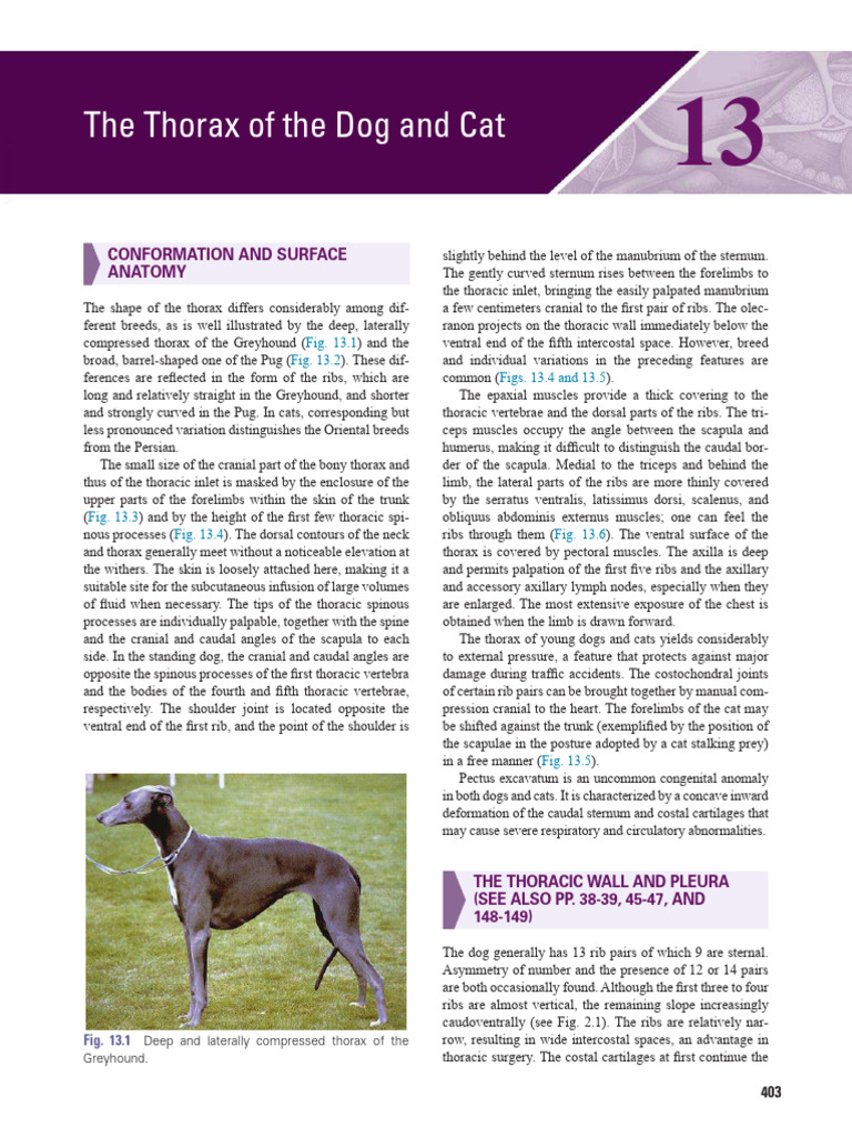 Dyce, Sack and Wensing's Textbook of Veterinary Anatomy, 5th Edition ...