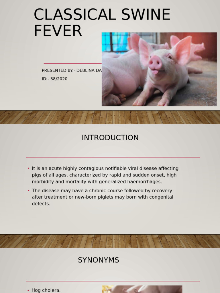 Classical Swine Fever Overview | PDF | Pig | Human Diseases And Disorders