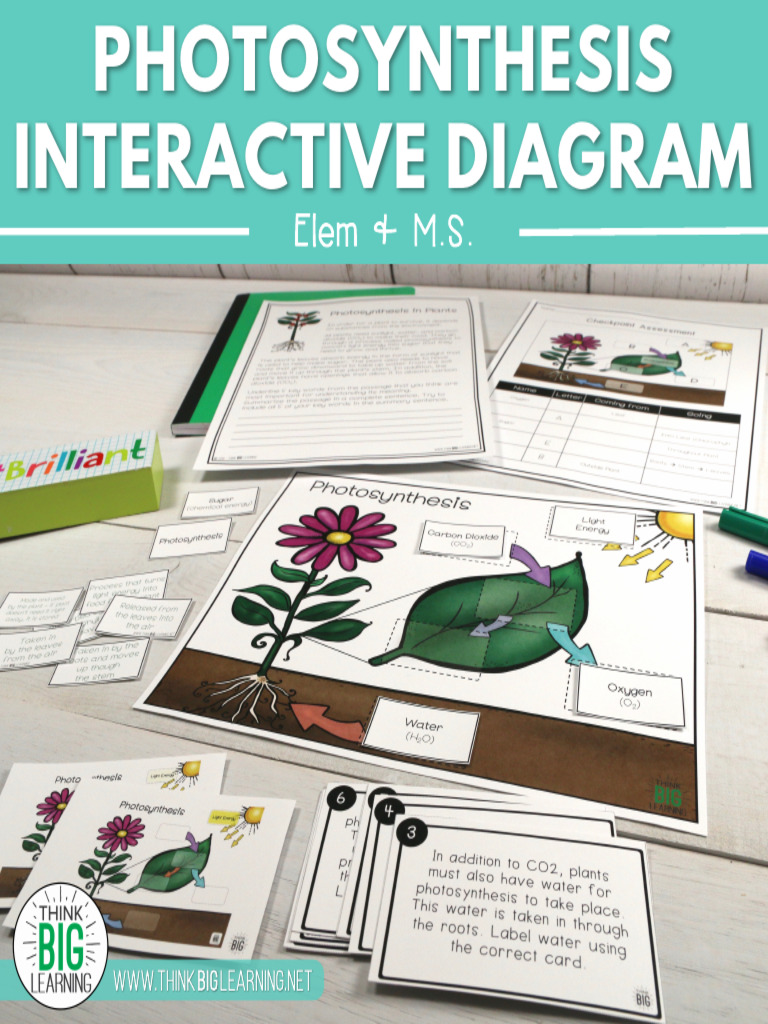 Photosynthesis Interactive Diagram by Think Big | PDF | Photosynthesis ...