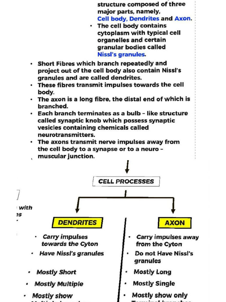 Axon | PDF