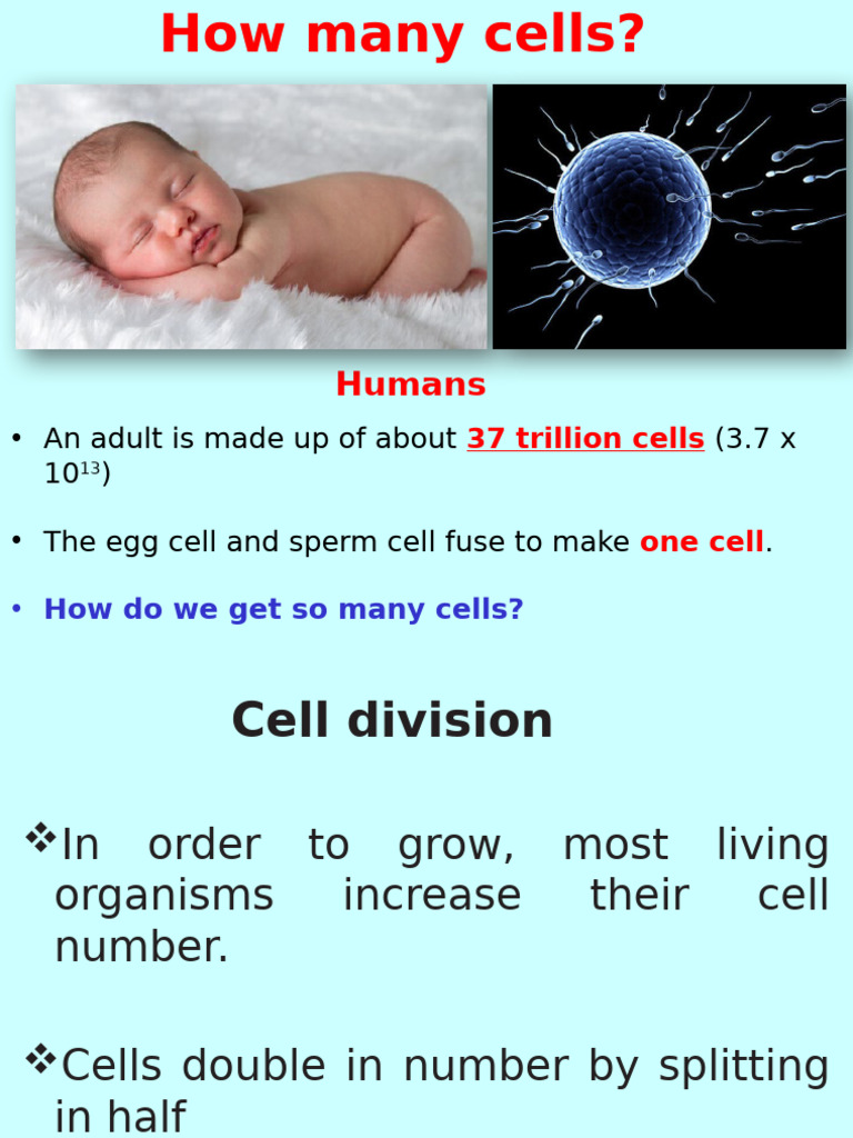Cell-Division | PDF