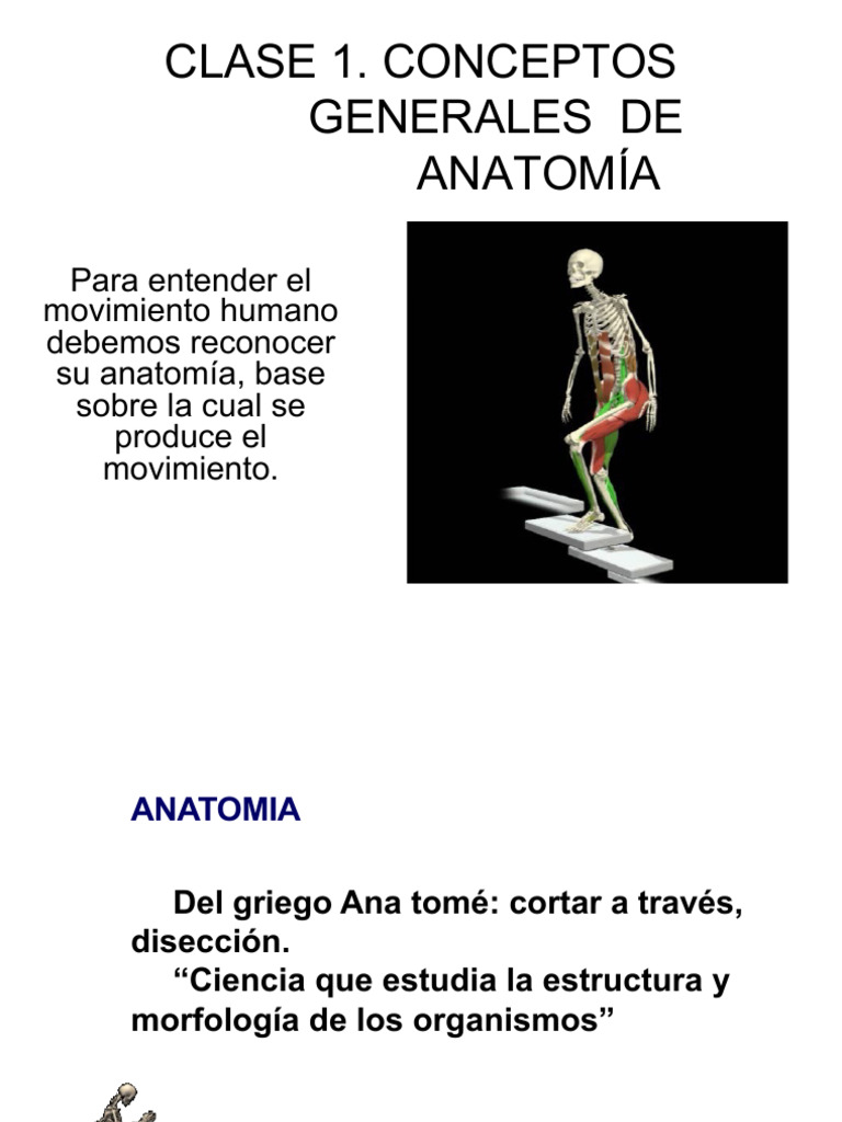 Clase 1. Conceptos, Posicion Anatomica, Ejes, Planos y Terminos | PDF ...