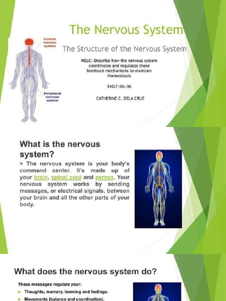 Nervous System | PDF