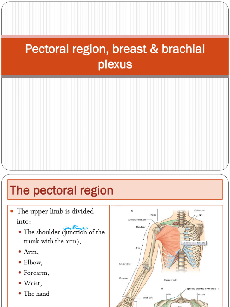 Anatomy of the Pectoral Region and Breasts | PDF | Breast ...