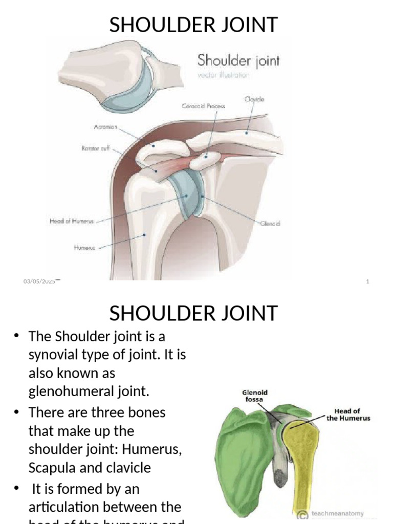 SHOULDER JOINT | PDF | Shoulder | Musculoskeletal System