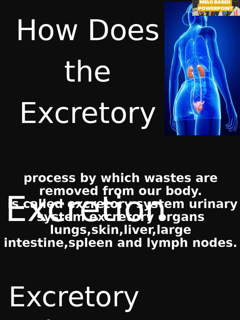 Understanding the Excretory System | PDF | Urinary System | Human Body