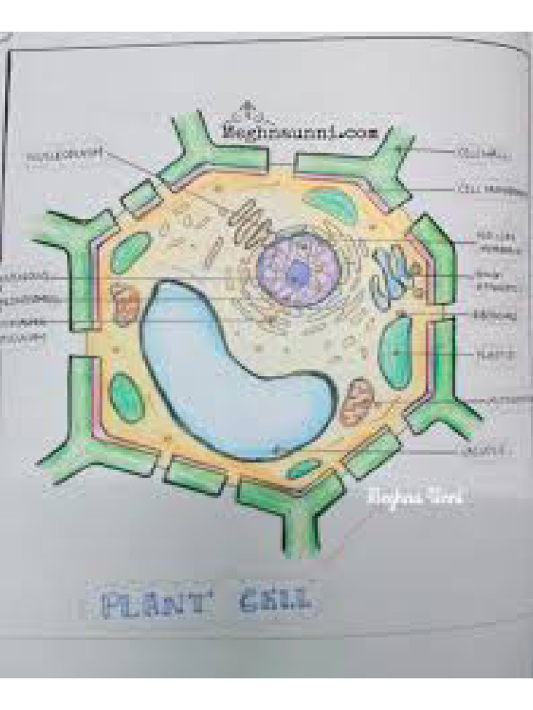 plant cell | PDF