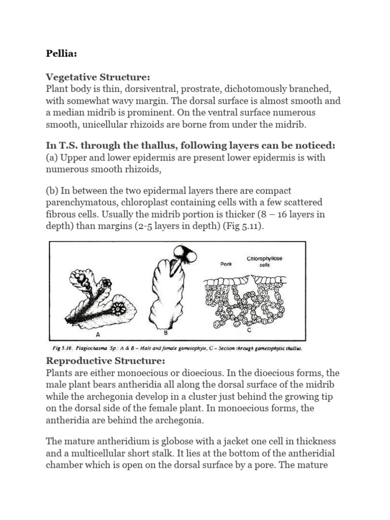 Pellia Pdf