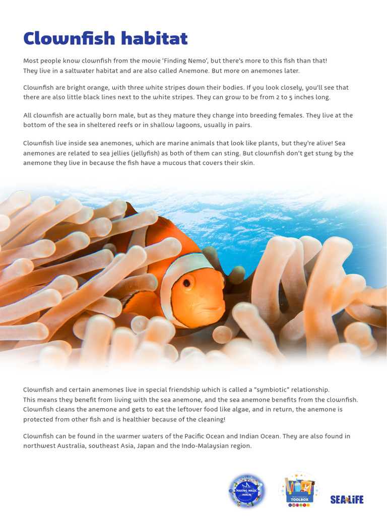 Clownfish Habitat and Symbiosis Explained | PDF