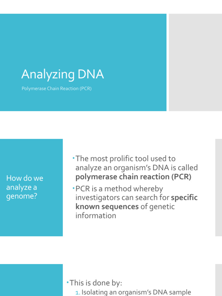 PCR and Electrophoresis Slides | PDF | Polymerase Chain Reaction ...