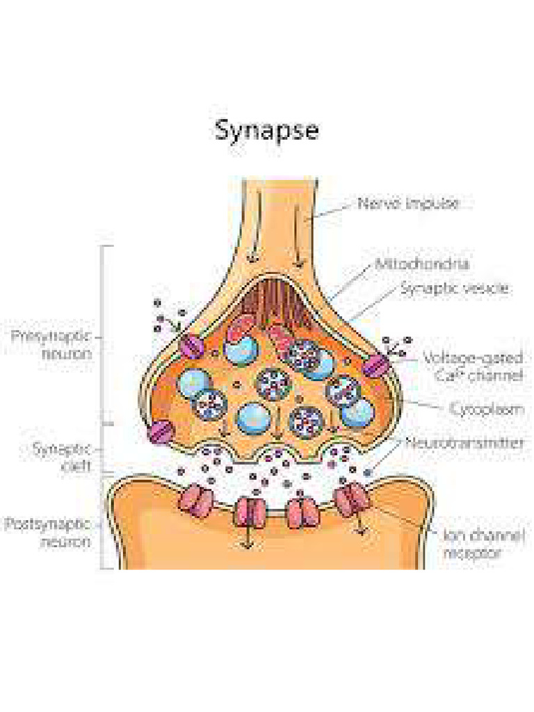 Synapses | PDF