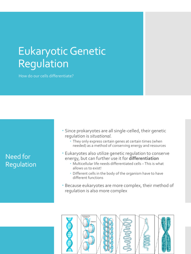 Eukaryotic Gene Regulation Mechanisms | PDF | Regulation Of Gene ...