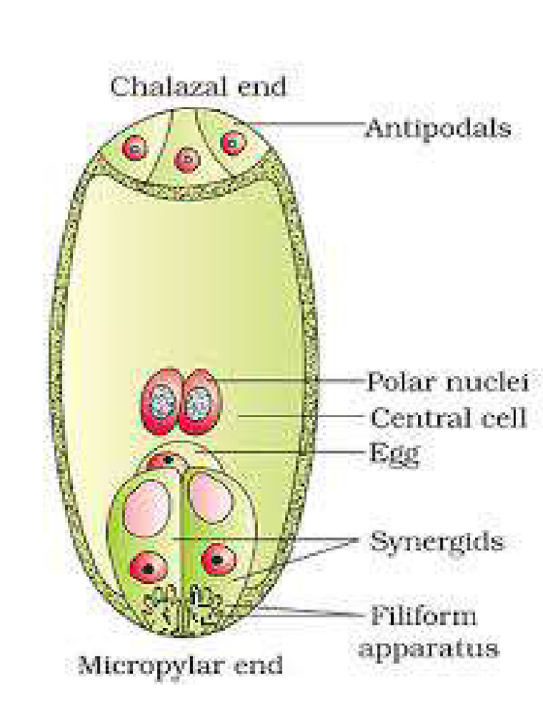 Plant Ovary | PDF