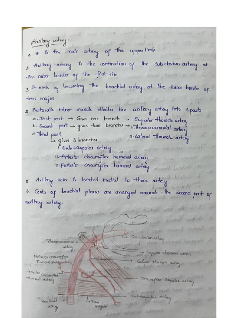 Upper Limb Notes | PDF