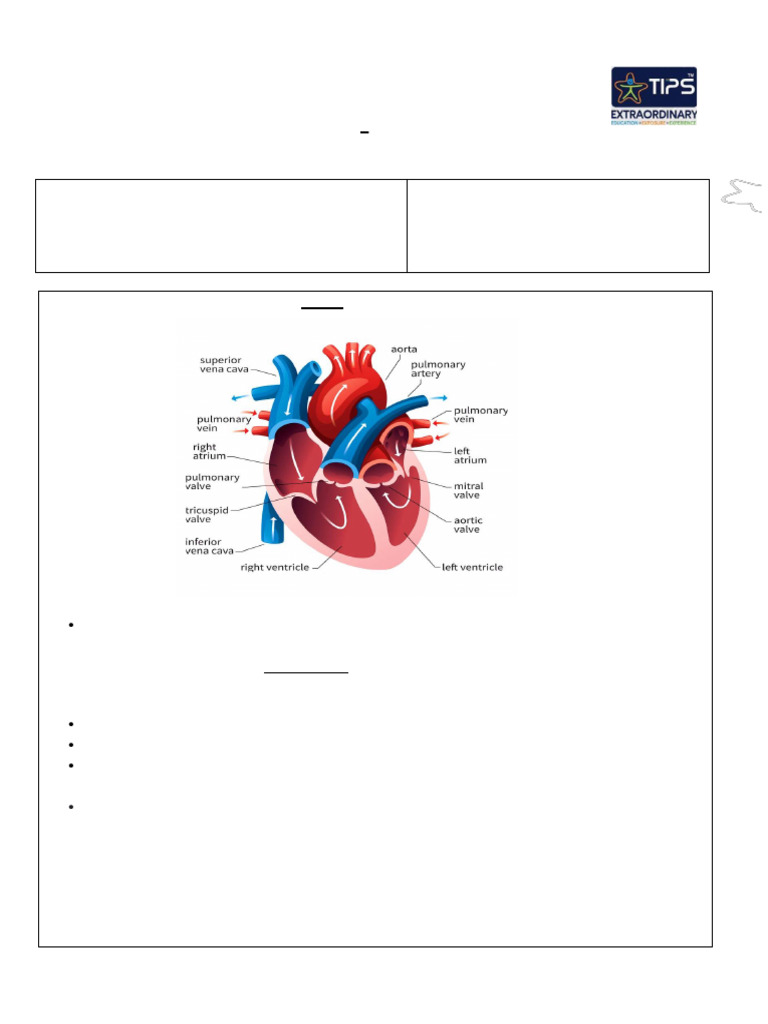 Heart Anatomy for Grade 7 Biology | PDF | Heart Valve | Heart