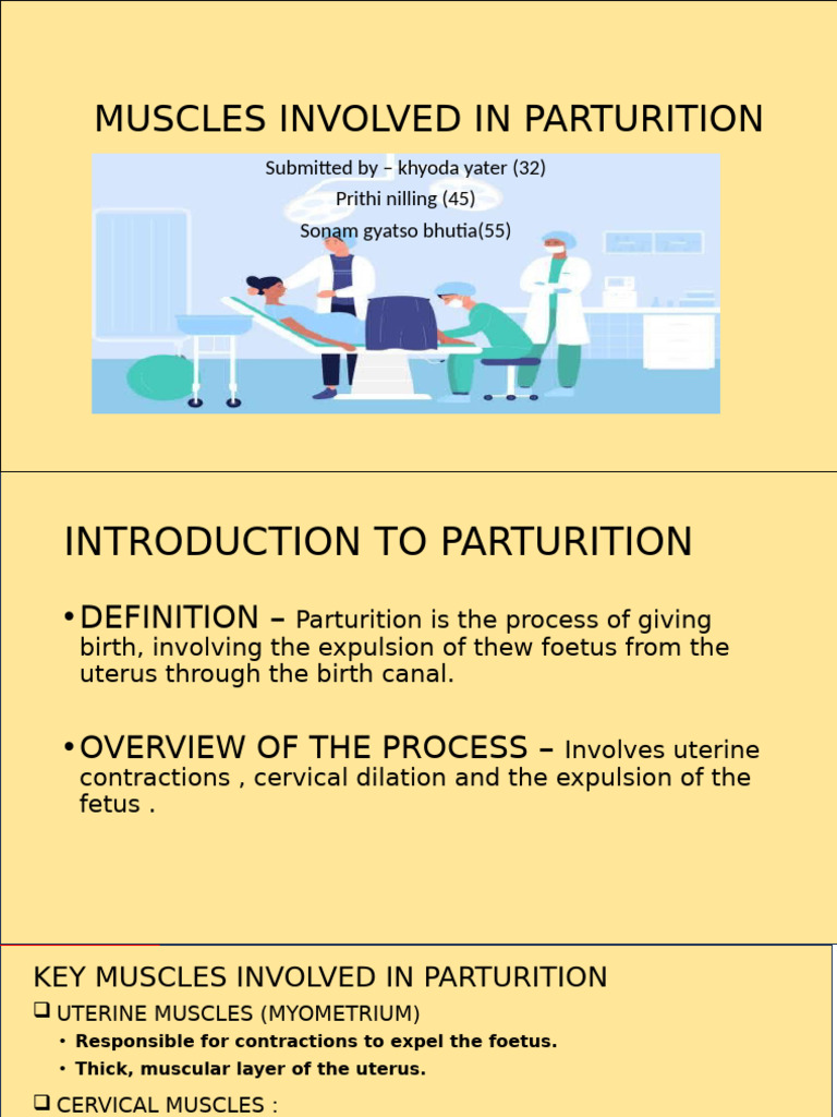 Muscles Involved in Parturition | PDF | Musculoskeletal System | Pelvis
