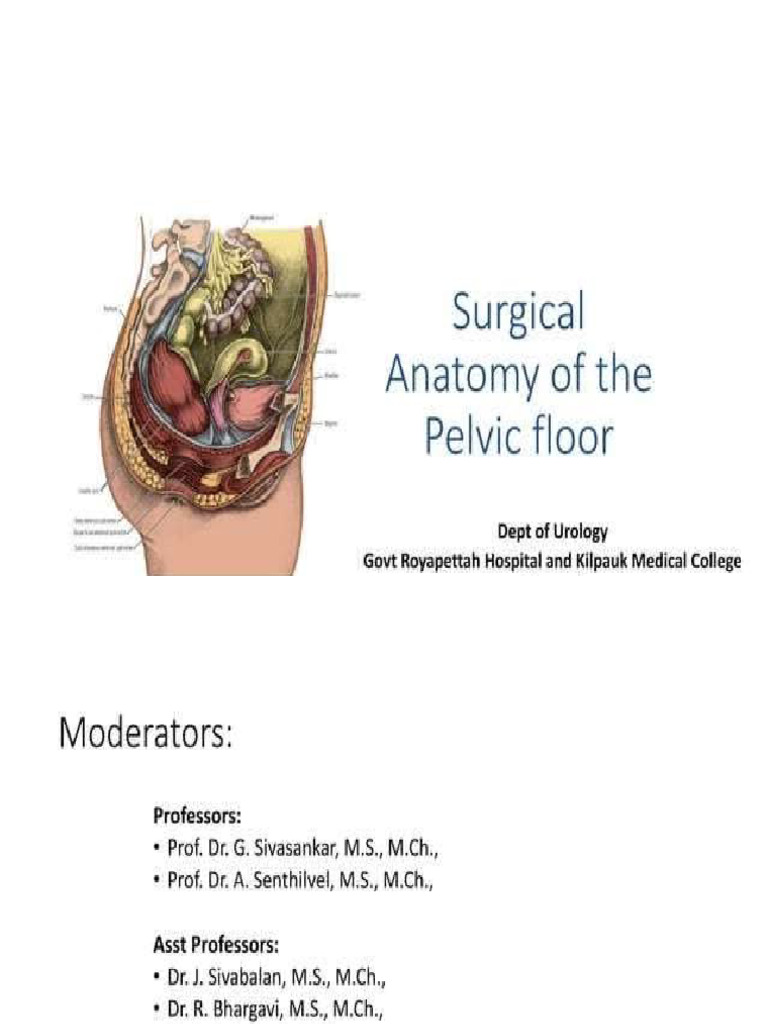 Uro Gynaecology - Anatomy - Pelvic Floor | PDF