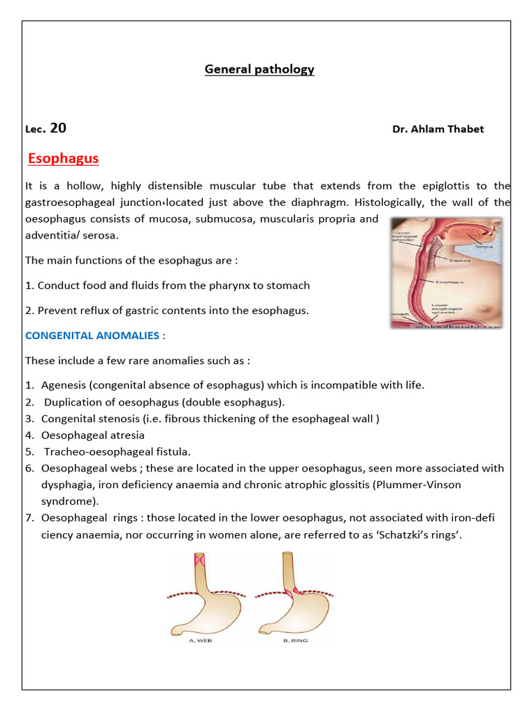 22068 | PDF | Esophagus | Stomach