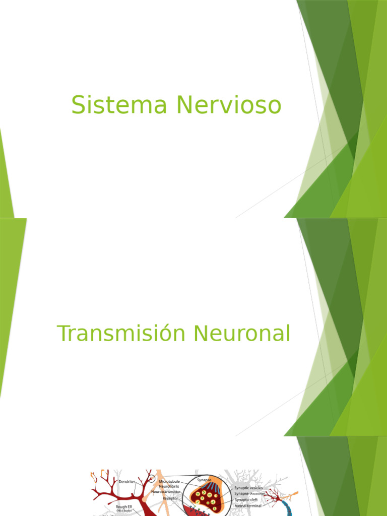 Sistema nervioso | PDF