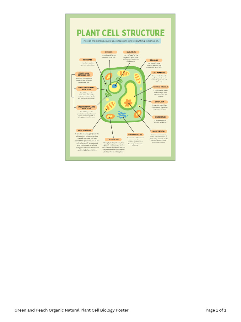 Green and Peach Organic Natural Plant Cell Biology Poster | PDF ...