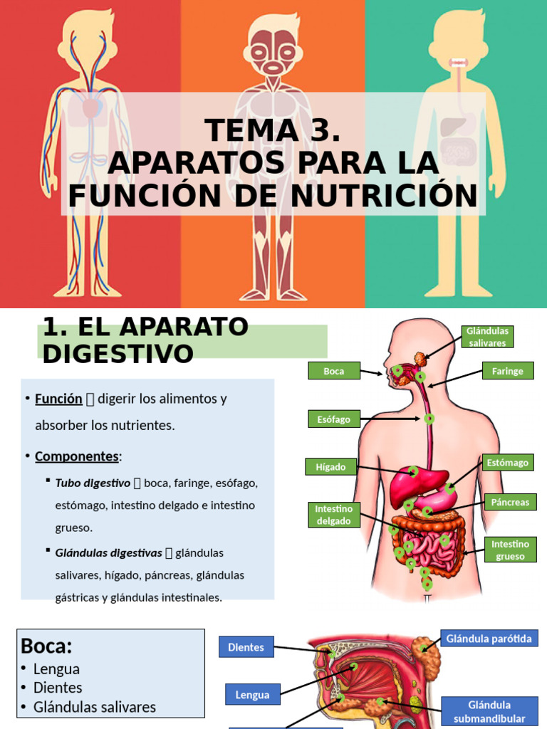 Aparatos del Cuerpo Humano: Funciones y Componentes | PDF | Riñón | Vena