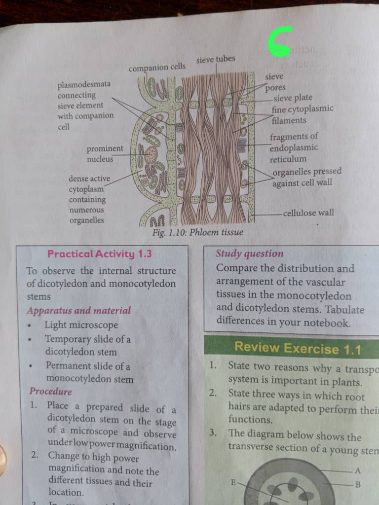 PDF Phoenix 20250305 142557 | PDF