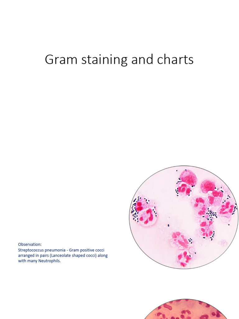 Gram Stain Charts | PDF | Human Diseases And Disorders | Organisms