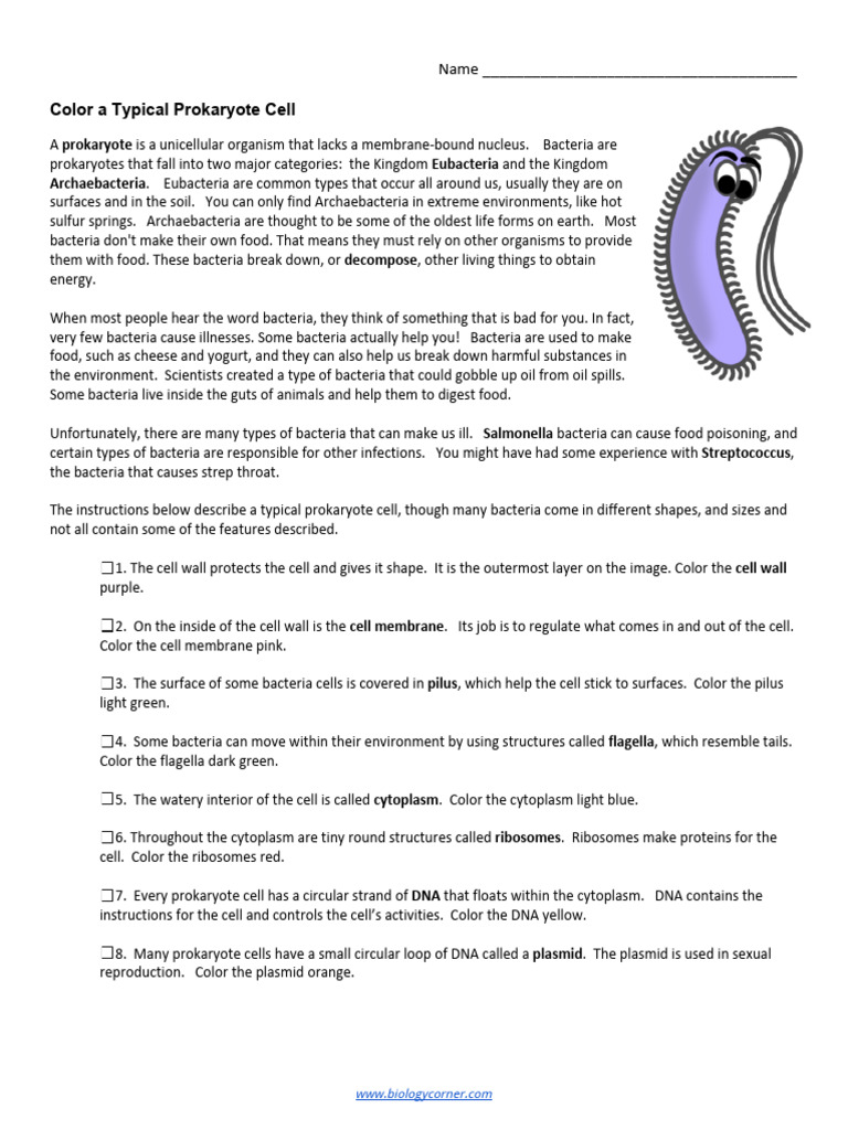 Cell Coloring - Prokaryote | PDF | Cell (Biology) | Bacteria