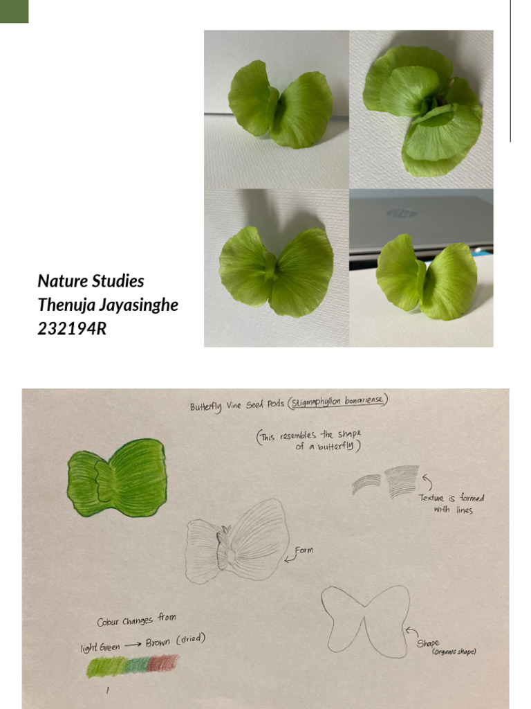 Study of Design Elements | PDF