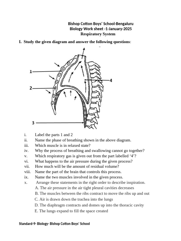 f6380f49 e291 4af9 9211 Aed55134f633 Worksheet RespiratorySystem Std 9 ...