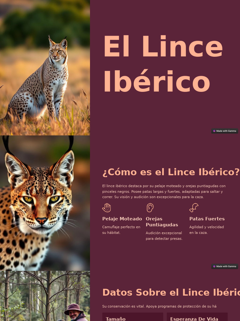 El Lince Iberico | PDF | Zoología