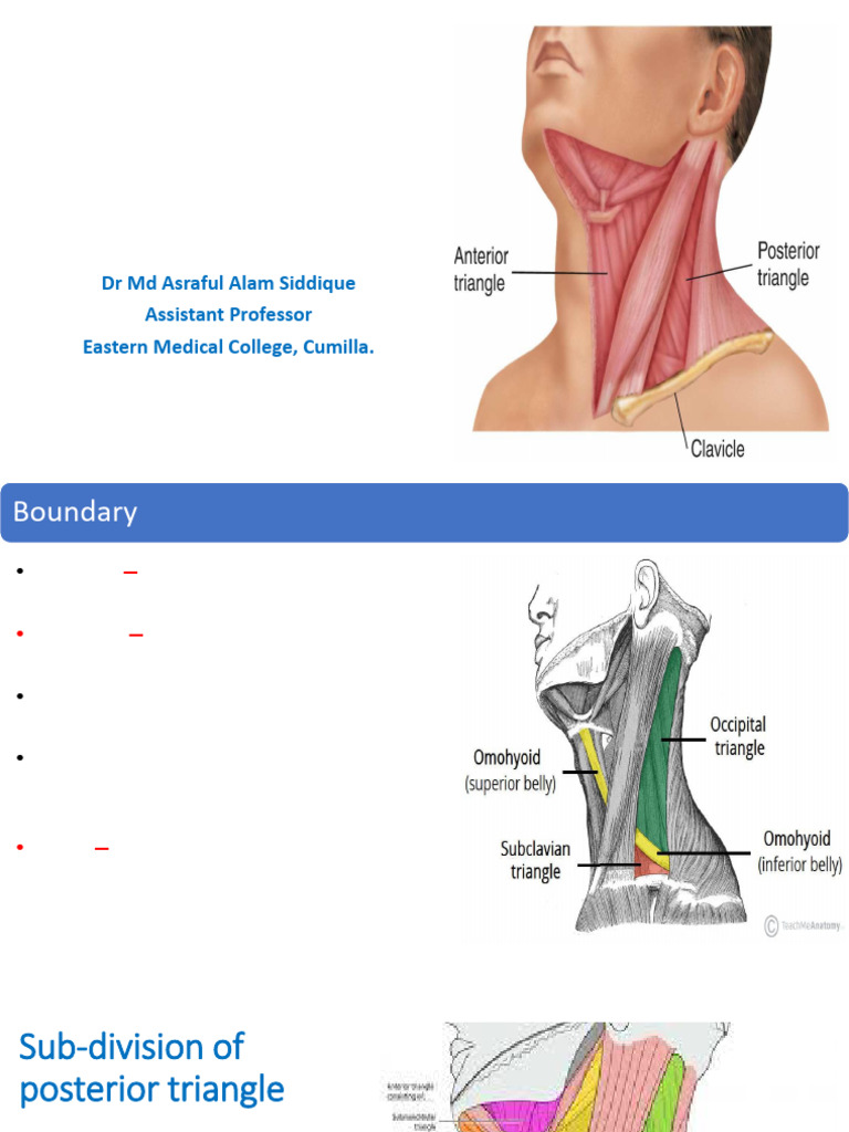 Posterior Triangle | PDF