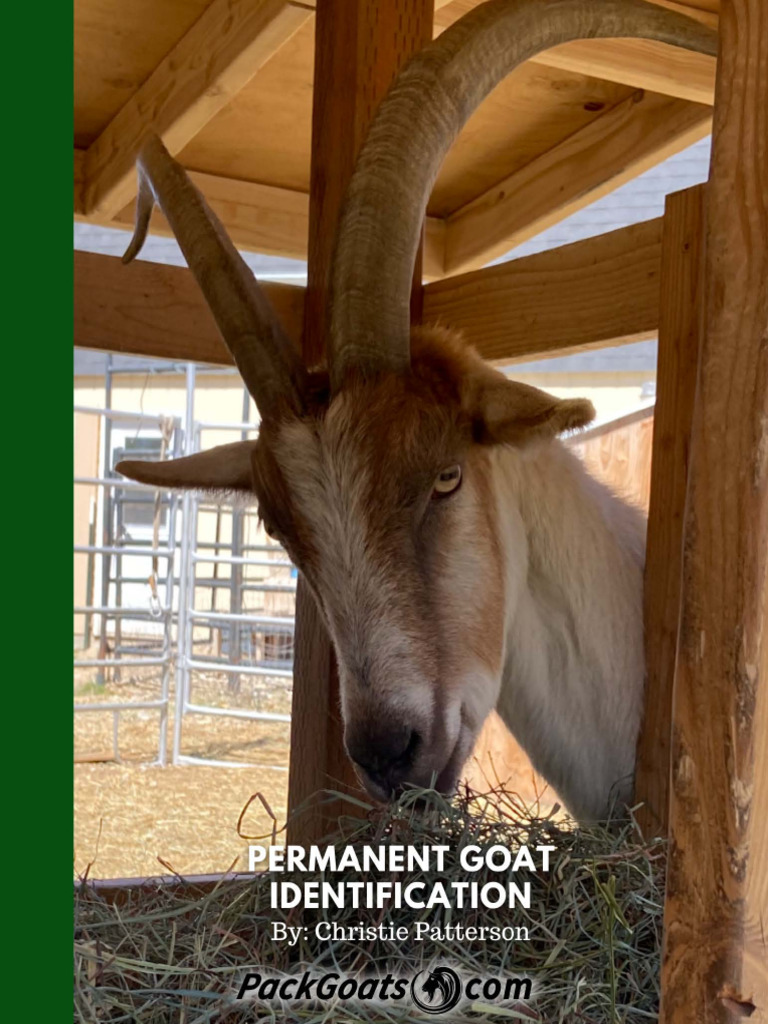 Permanent Goat Identification Guide PDF | PDF | Livestock | Animals And ...