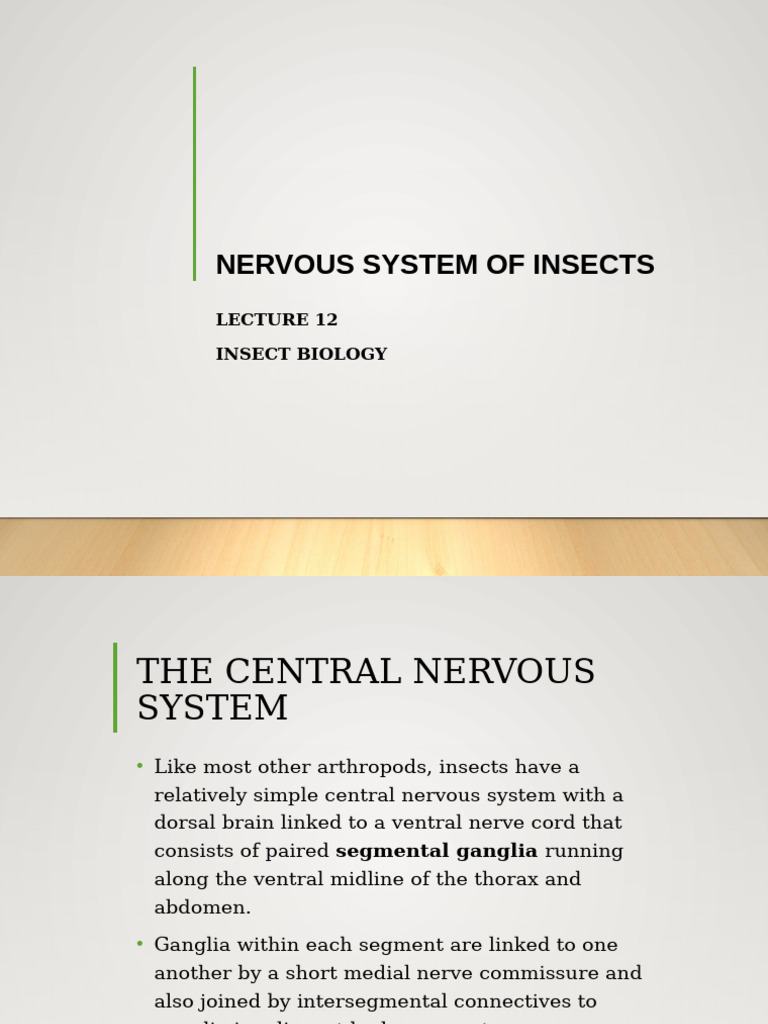 IB Lecture 12 Insect Nervous System | PDF | Insects | Nervous System