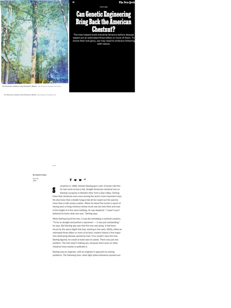 Reviving the American Chestnut Tree | PDF | Chestnut | Trees